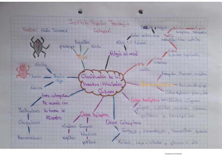Mapa Mental Entomologia Orden de Los Insectos | PDF
