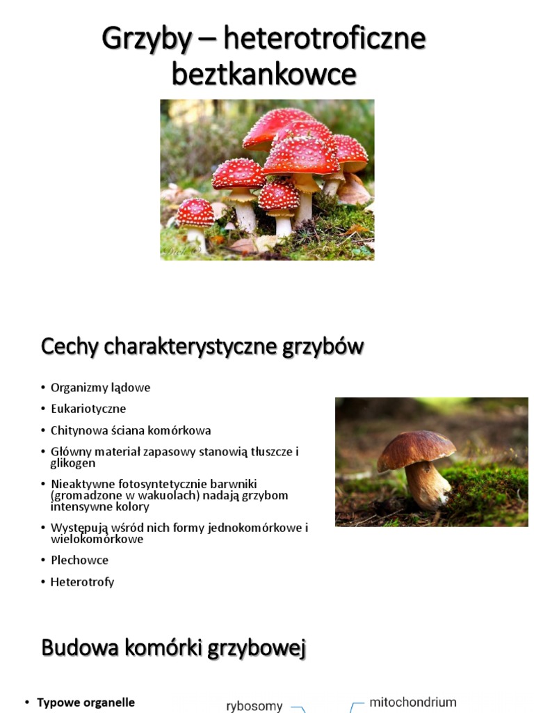 Grzyby | PDF
