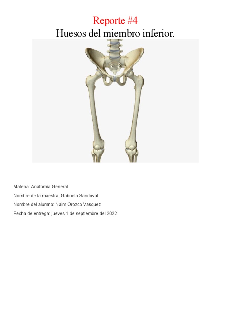 Reporte 4 Anatomia General | PDF | Pie | Pelvis