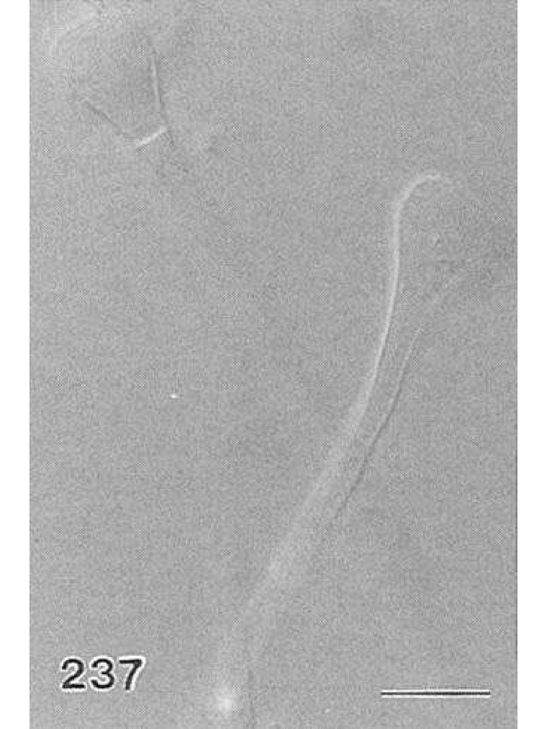 Cylindrocladium Spp. | PDF