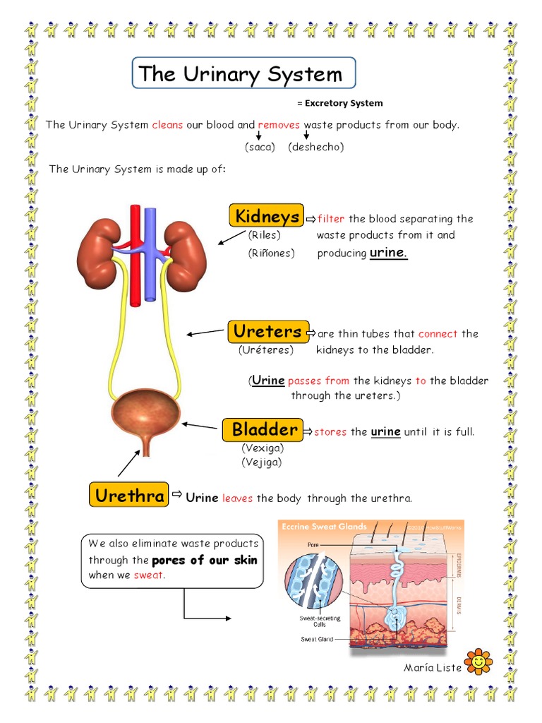 Summary (Urinary System) | PDF