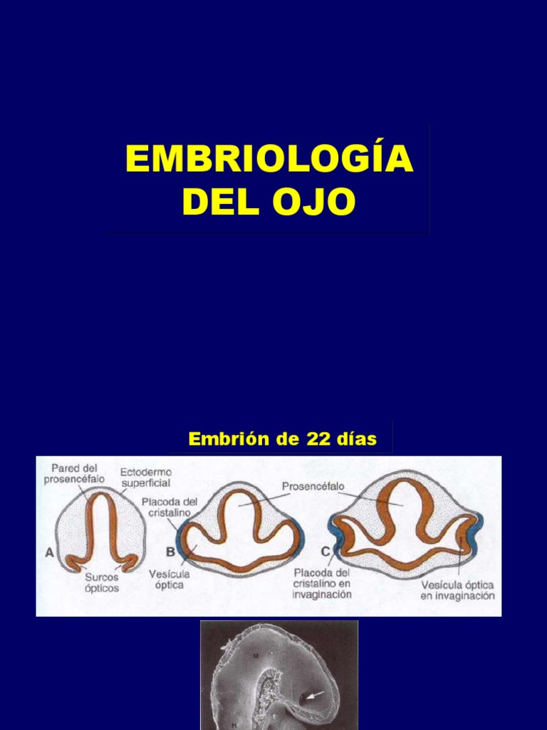 Ojo Embriologia | PDF