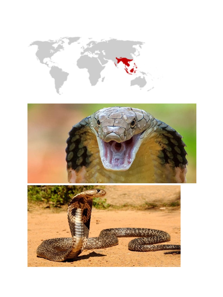 La Cobra Real | PDF