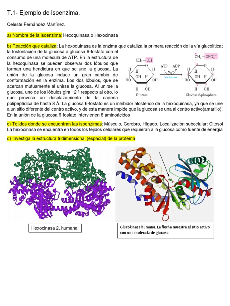 La isoenzima hexoquinasa: su estructura, reacción catalizada y ...
