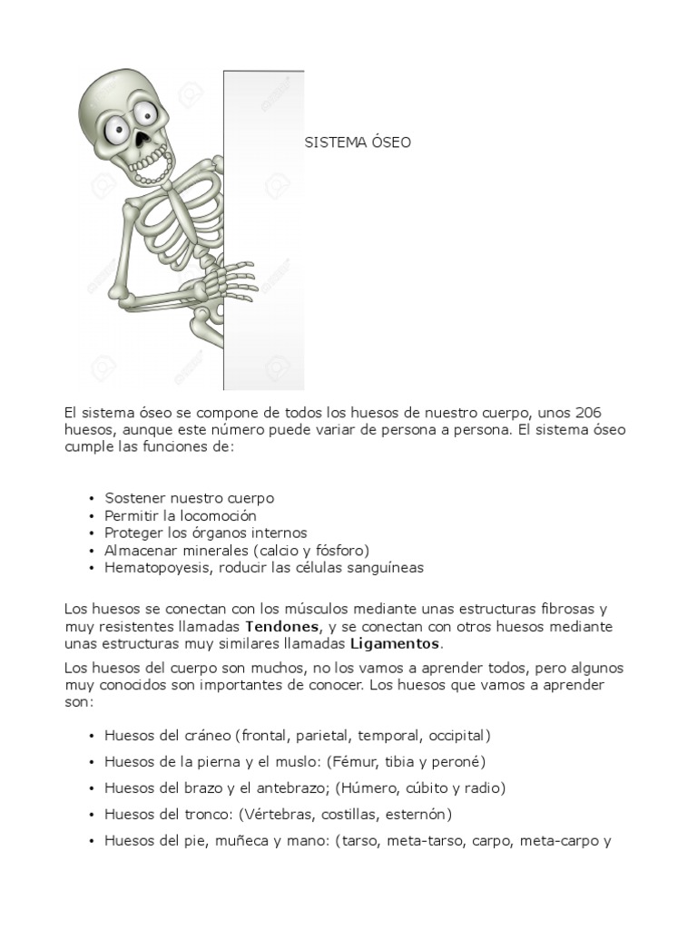 ESQUELETO | PDF