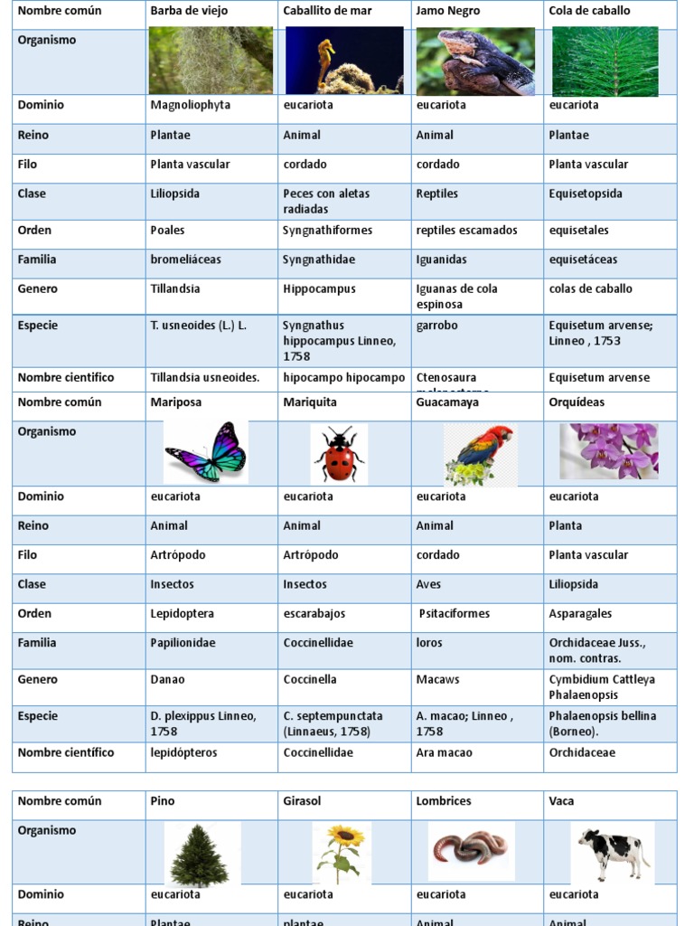 Clasificacion Taxonomica - Ruth Argueta | PDF | Plantas | Biología