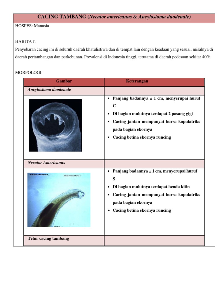 Cacing Tambang (Case 1) | PDF | Kajian Bahasa Asing | Kesehatan Holistik