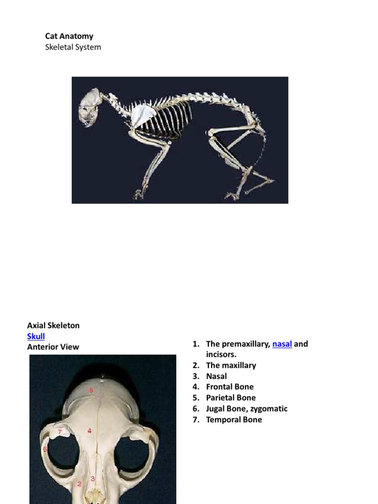 Cat Skeletal System | PDF