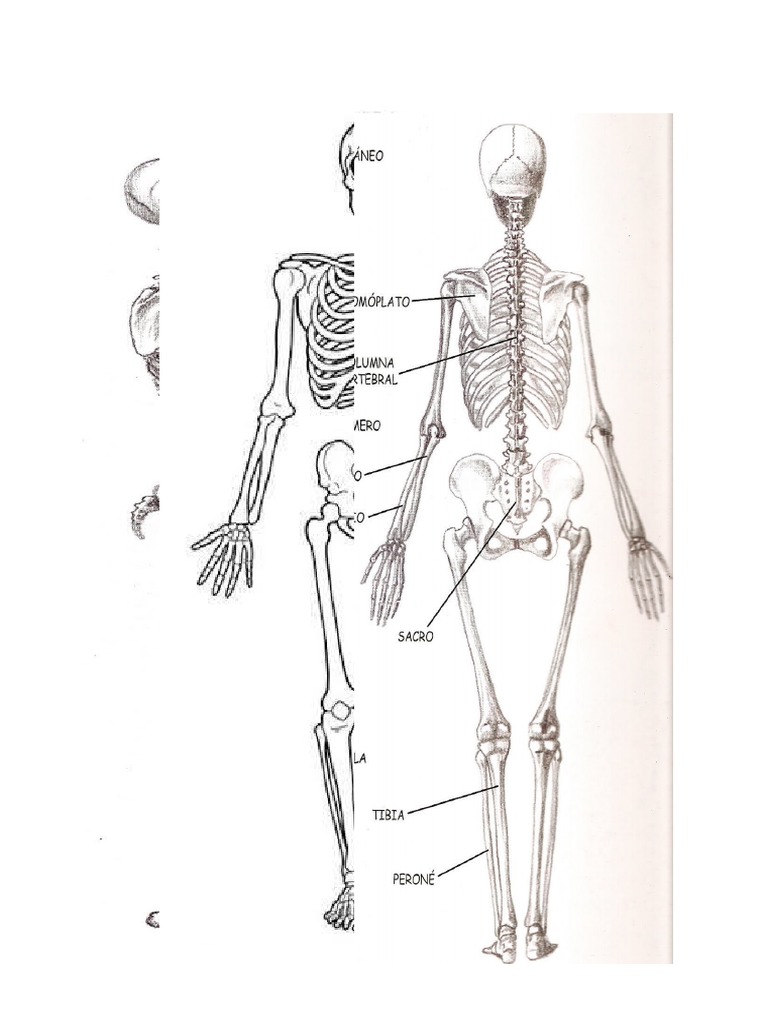 206 Huesos - Anatomia | PDF