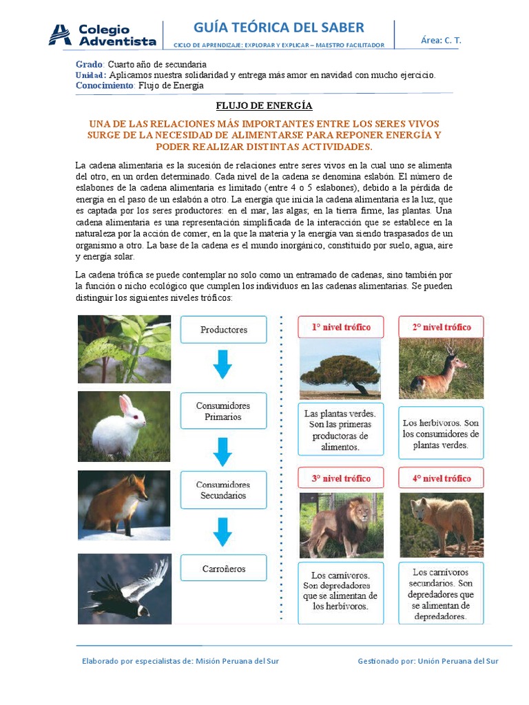 Flujo de energía en las cadenas alimentarias | PDF | Ecología de ...