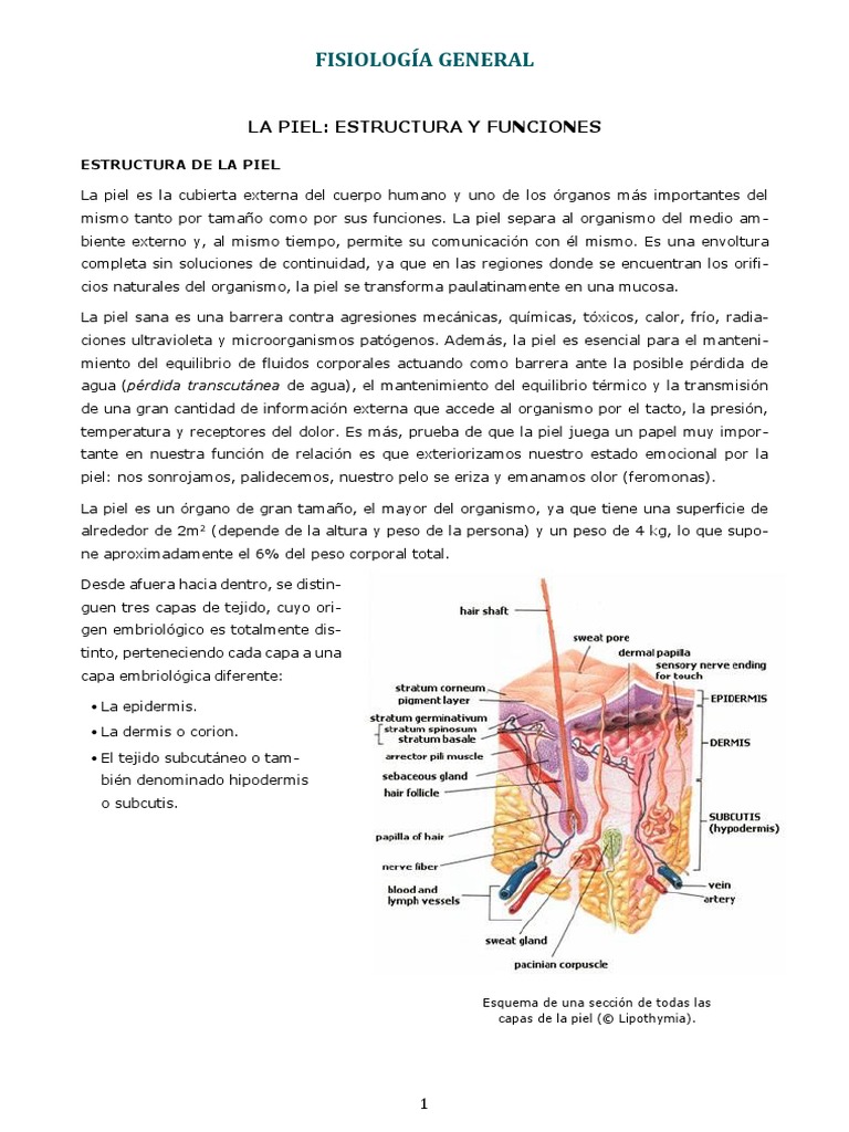 Fisiologia General La Piel | PDF | Piel | Epidermis