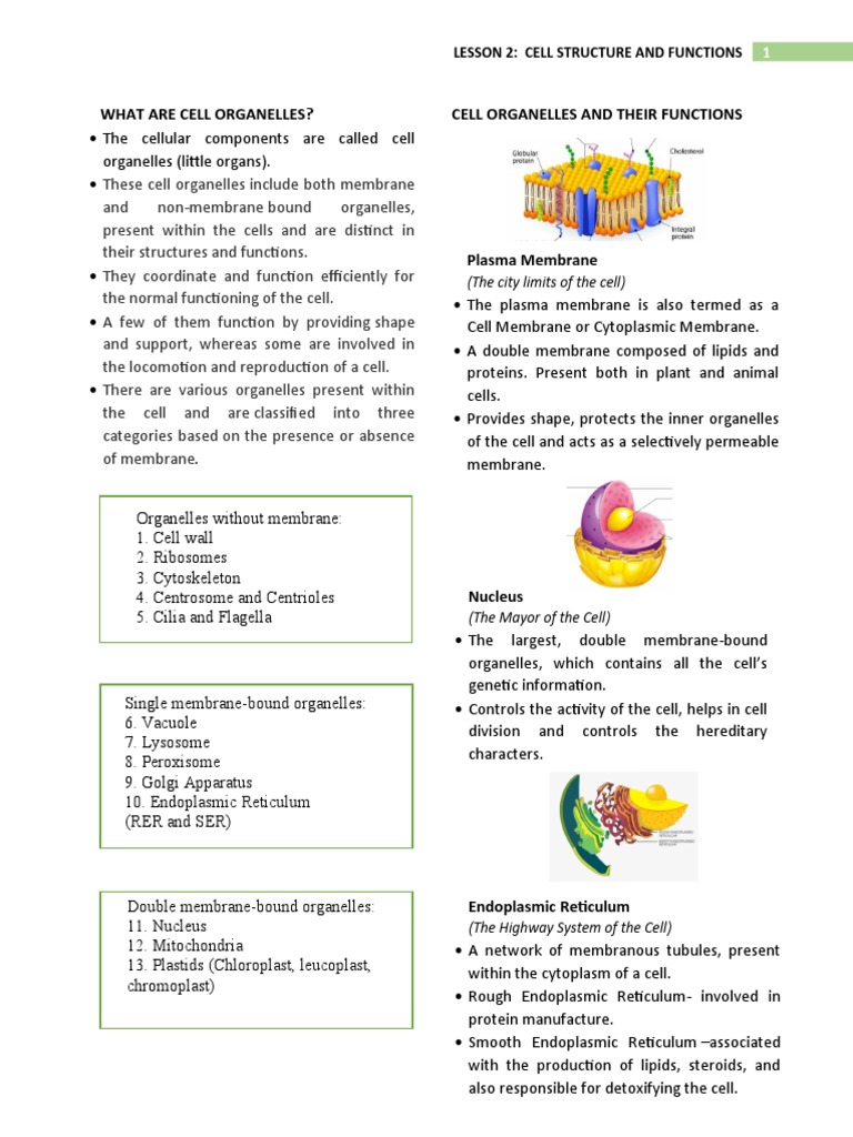 Cell Organelles and Their Functions | PDF | Cell (Biology ...