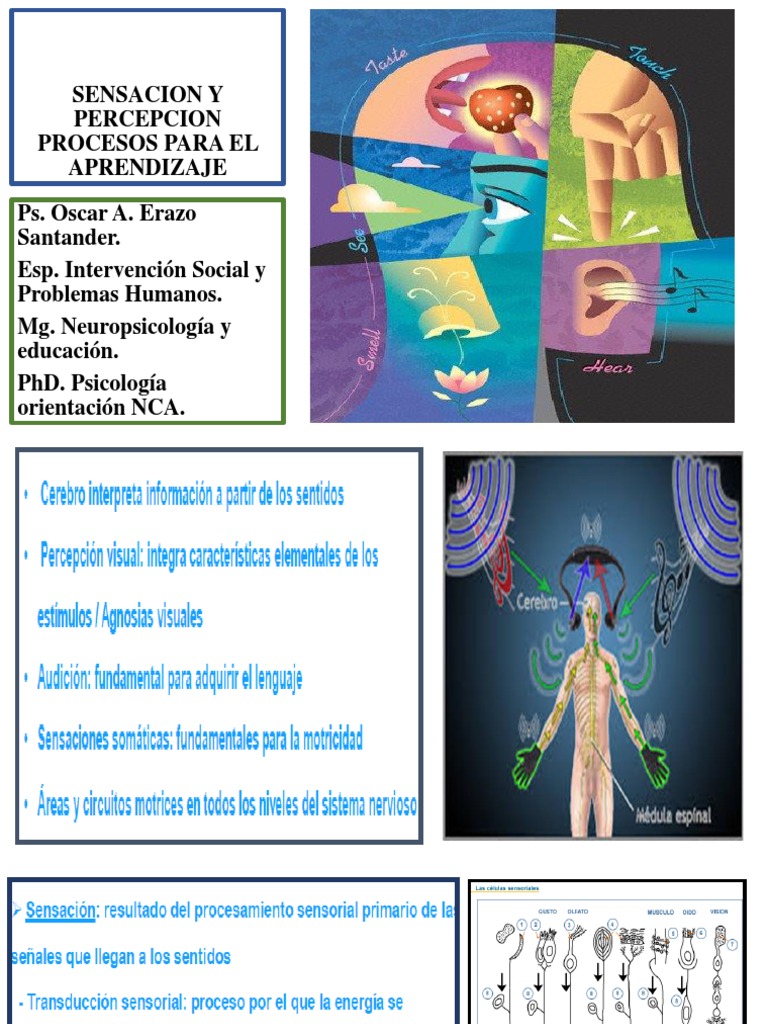 7 Sensacion y Percepcion | PDF