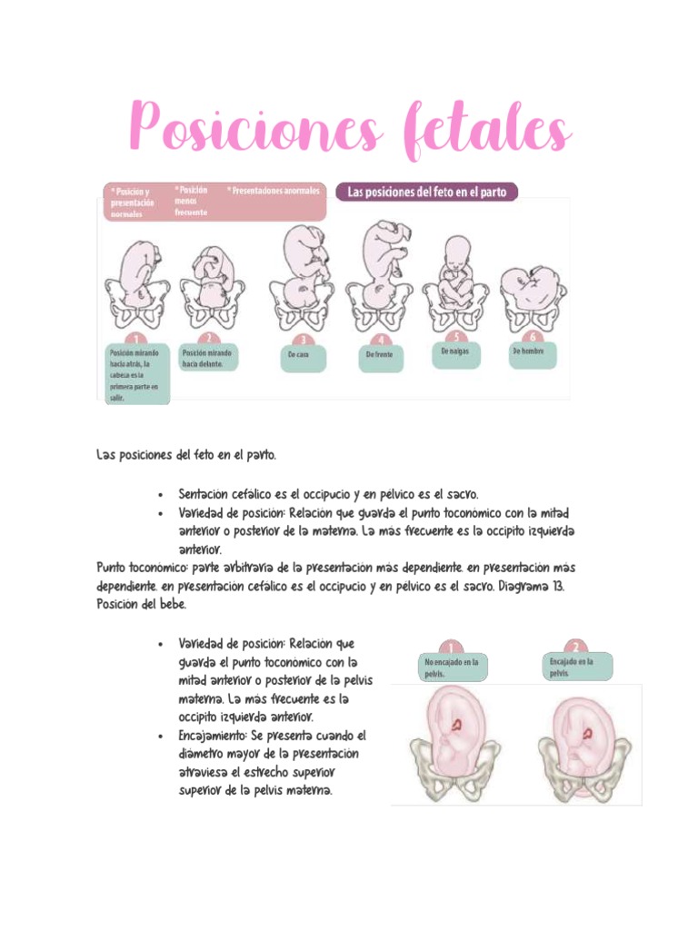 Posiciones Fetales | Descargar gratis PDF | Parto | Reproducción humana