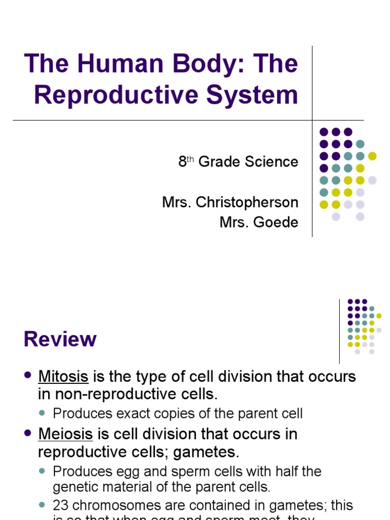 Reproductive System | PDF | Reproductive System | Dominance (Genetics)