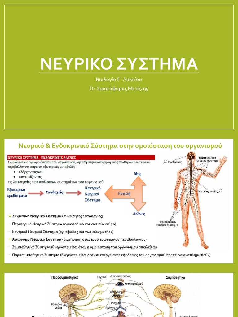 Νευρικό Σύστημα | PDF