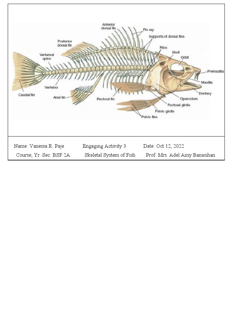 Skeletal System of Fish | PDF