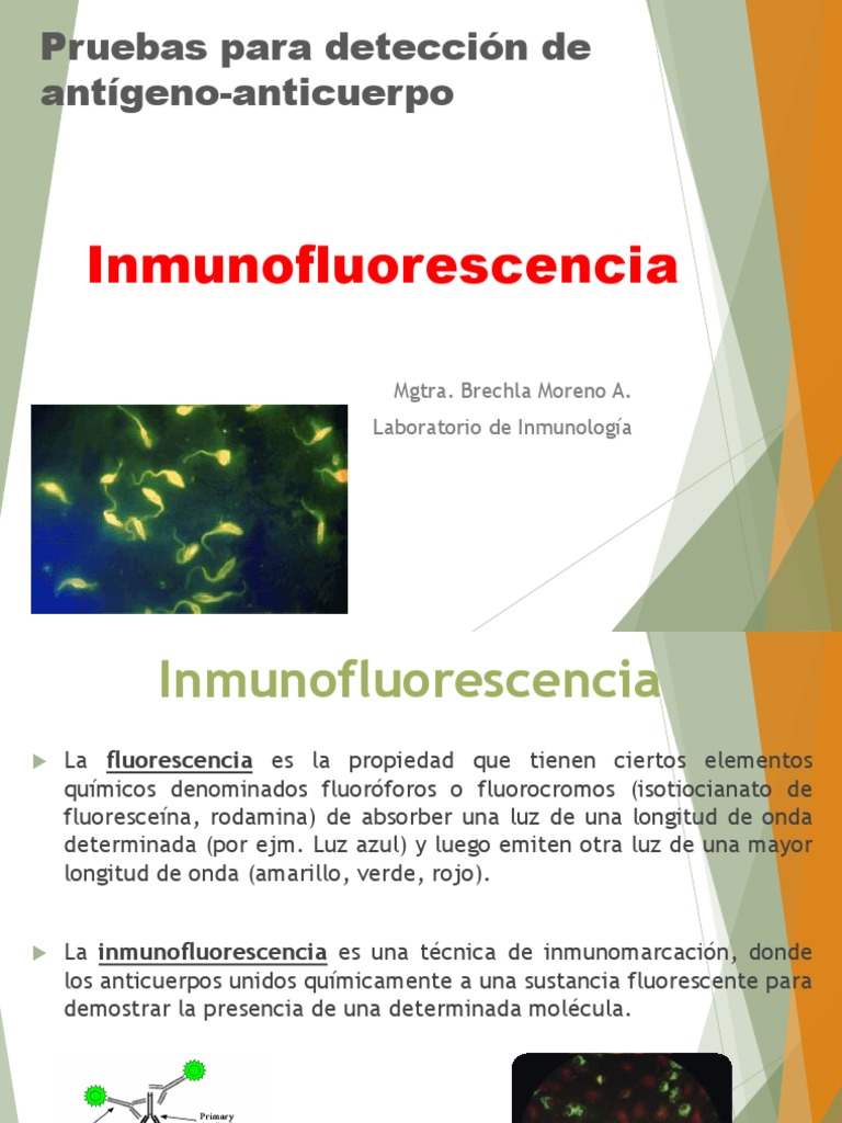 Clase 5 Inmunofluorescencia | PDF | Inmunofluorescencia | Anticuerpo