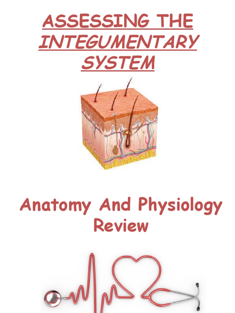 Assessing The Integumentary System | PDF | Dermatitis | Integumentary ...