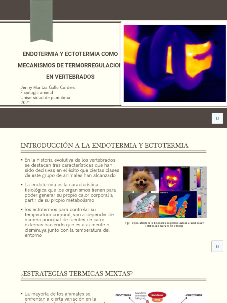 Endotermia y Ectotermia Como Mecanismos de Termorregulacion en | PDF ...