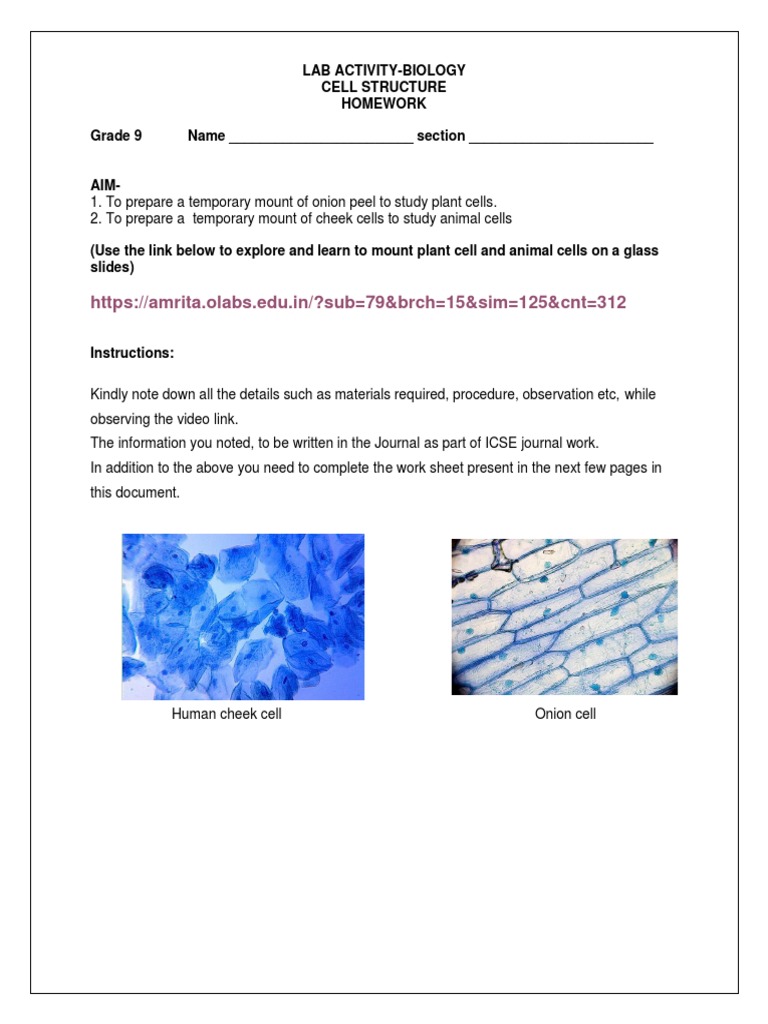 Onion and Cheek Cell Lab Activity | PDF | Staining | Cell (Biology)