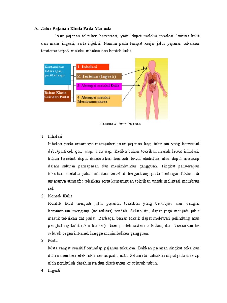 Jalur Pajanan Kimia Pada Manusia | PDF