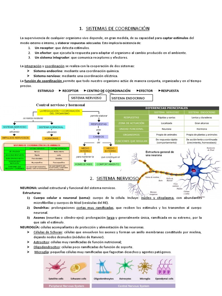 Biología Tema 5 Cerebro | PDF | Sinapsis | Neurona