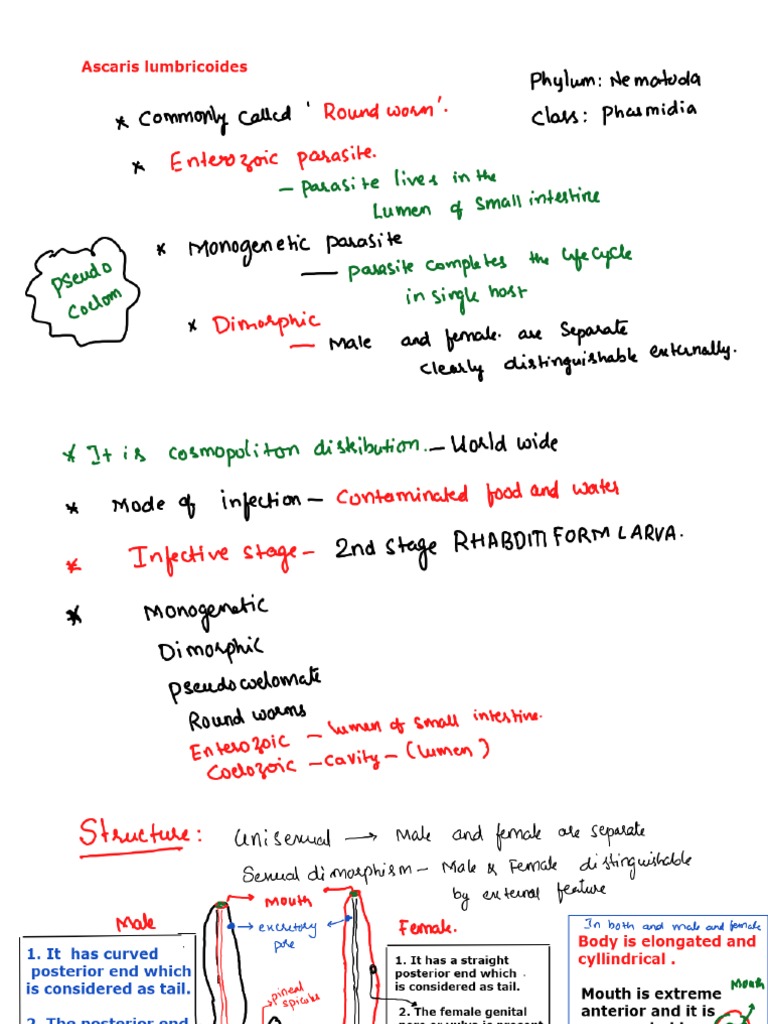 Ascaris Lumbricoides - Complete Notes | PDF