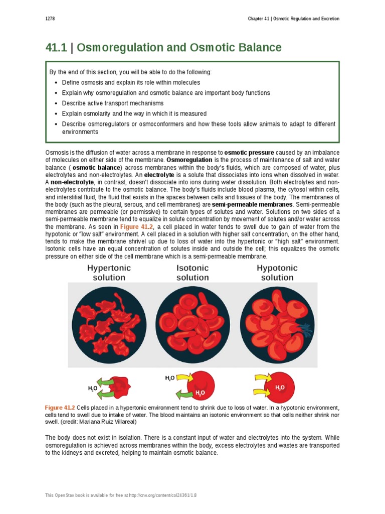 Osmoregulation and Osmotic Balance Explained | PDF | Kidney | Angiotensin