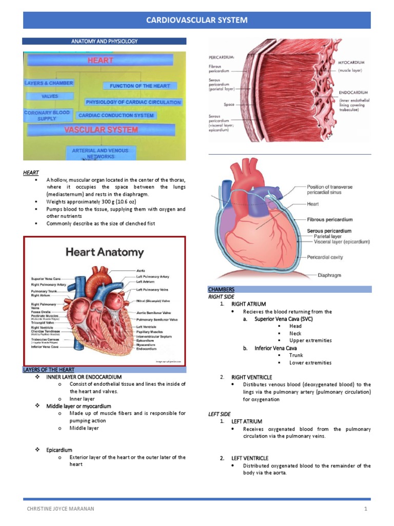 Cardio Trans | PDF | Heart Valve | Ventricle (Heart)