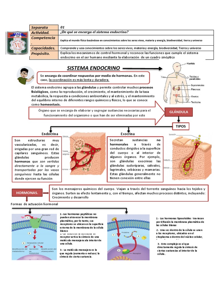 Separata 01 | PDF | Hormona | Sistema endocrino