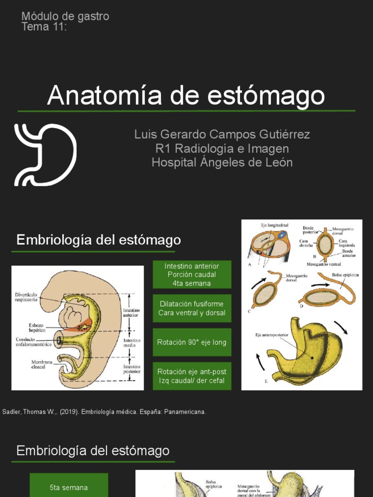 Anatomía de Estómago | PDF | Estómago | Abdomen