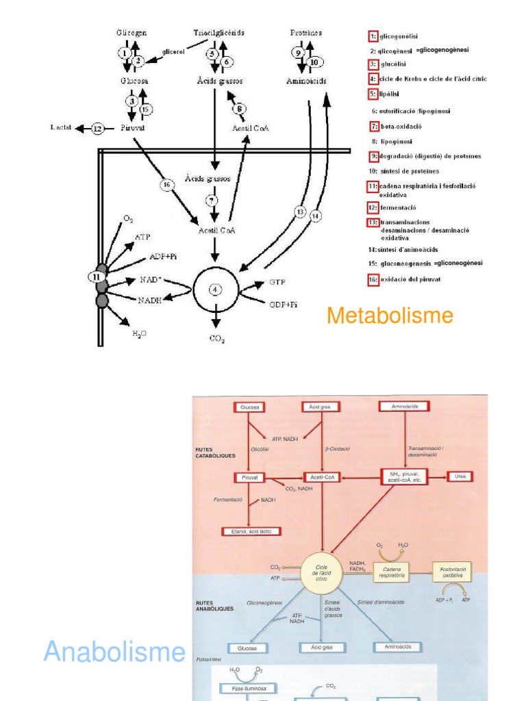 T4 - Anabolisme Heteròtrof | PDF