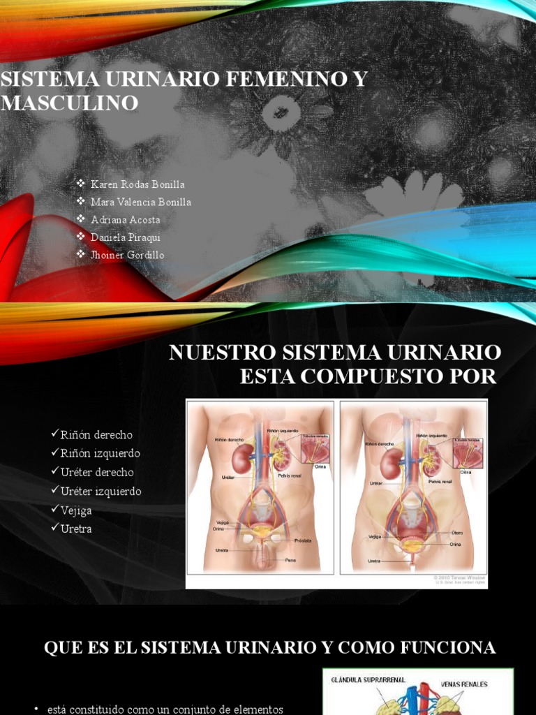 Sistema Urinario Femenino y Masculino Anatomia | PDF | Sistema urinario | Riñón