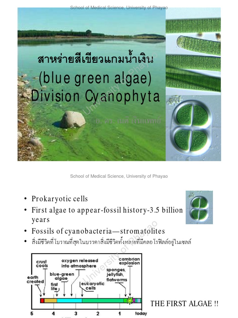 Division Cyanophyta | PDF