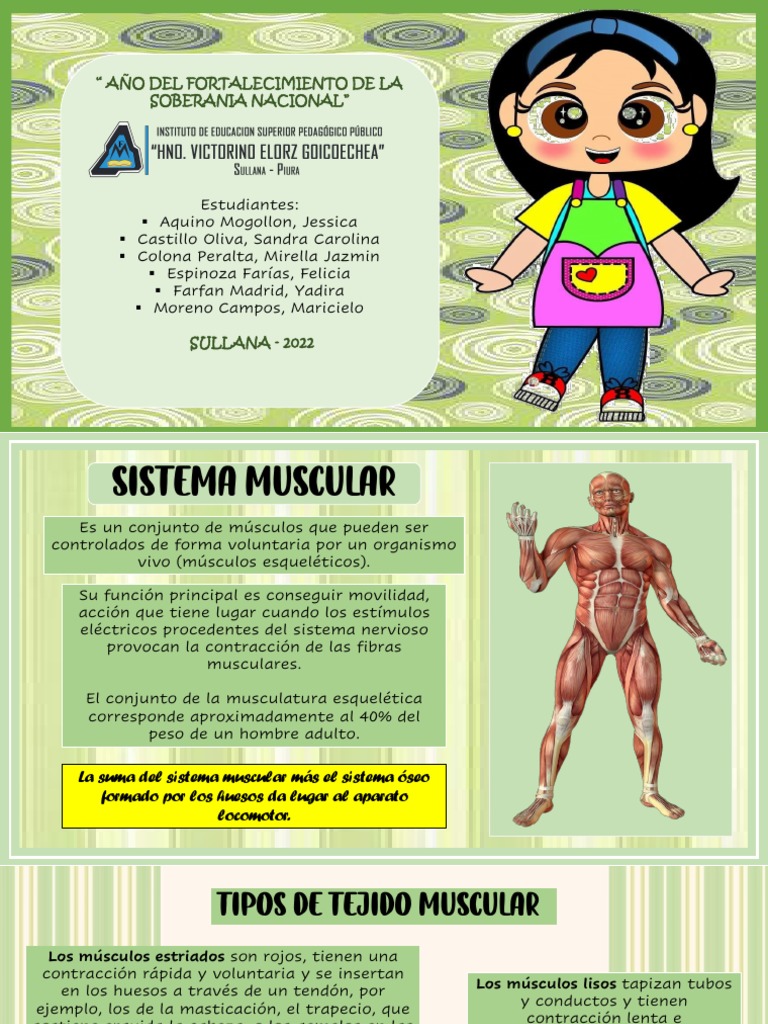 Sistema Muscular | PDF | Músculo esquelético | Sistema musculoesquelético