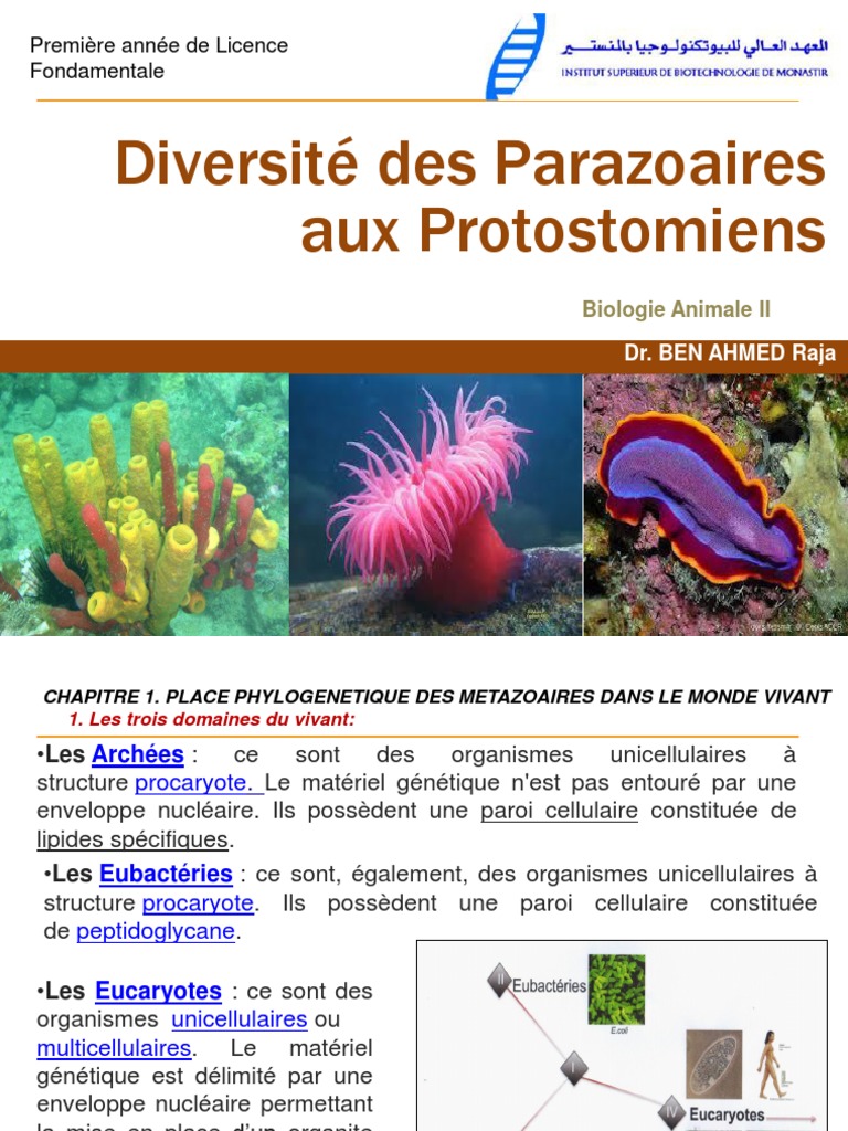 Phylogénie des Métazoaires et Eucaryotes | PDF | Cellule (Biologie ...