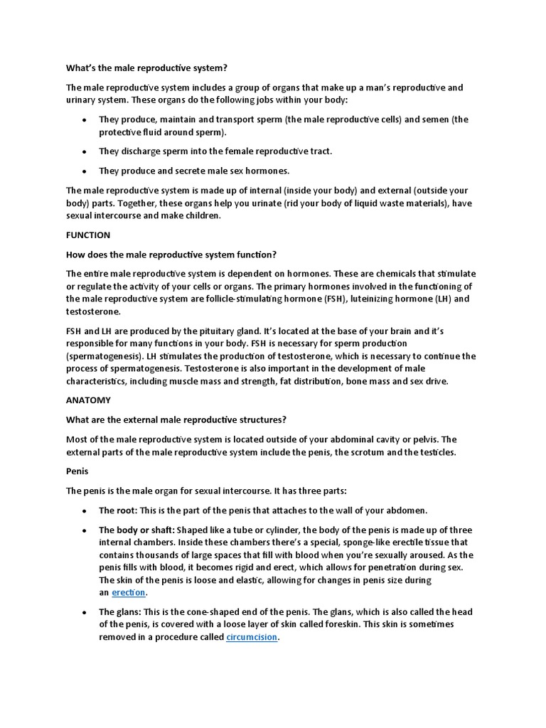 Male Rep | PDF | Testicle | Reproductive System