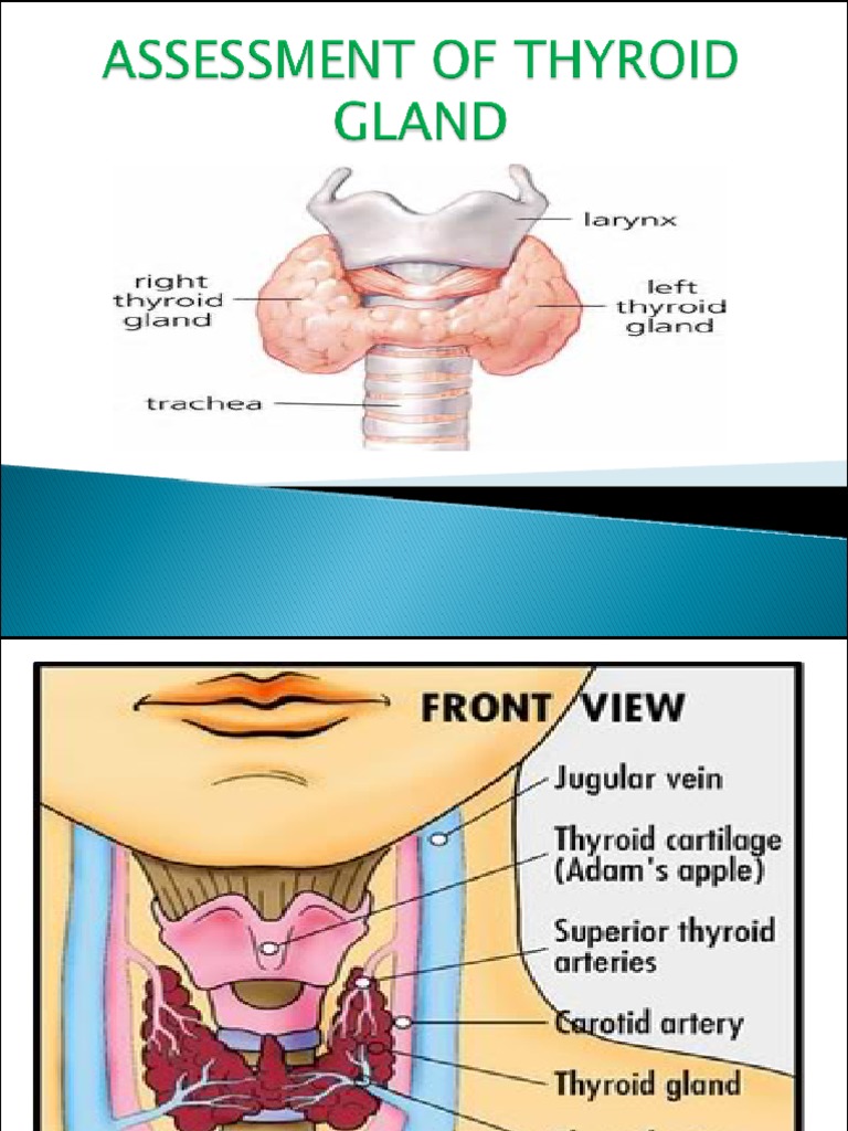 1d Thyroid Gland Assessment Pdf Thyroid Neck