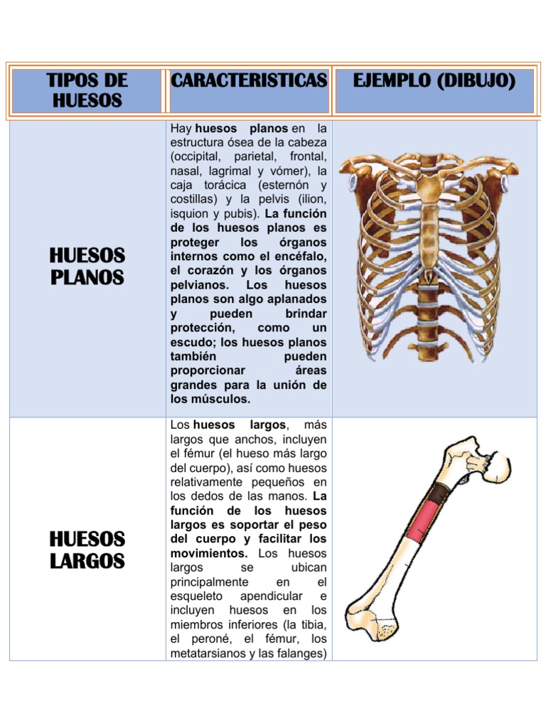 Tipos de Huesos | PDF | Hueso | Sistema esquelético