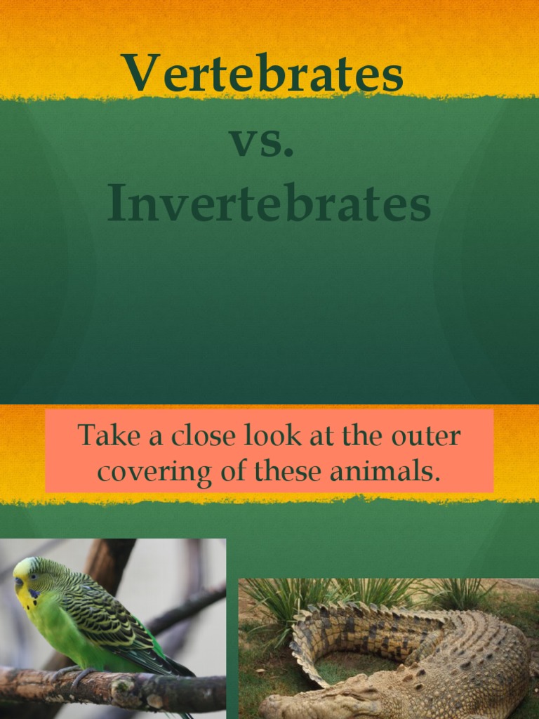 Vertebrates Vs Invertebrate | PDF | Vertebral Column | Invertebrate