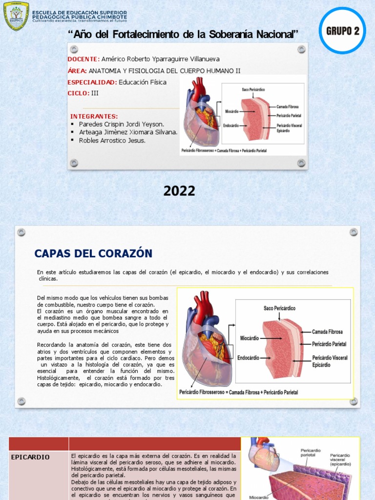 GRUPO (2) - Funcionamiento Del Corazón - Endocardio, Miocardio, Epicardio | PDF | Corazón ...