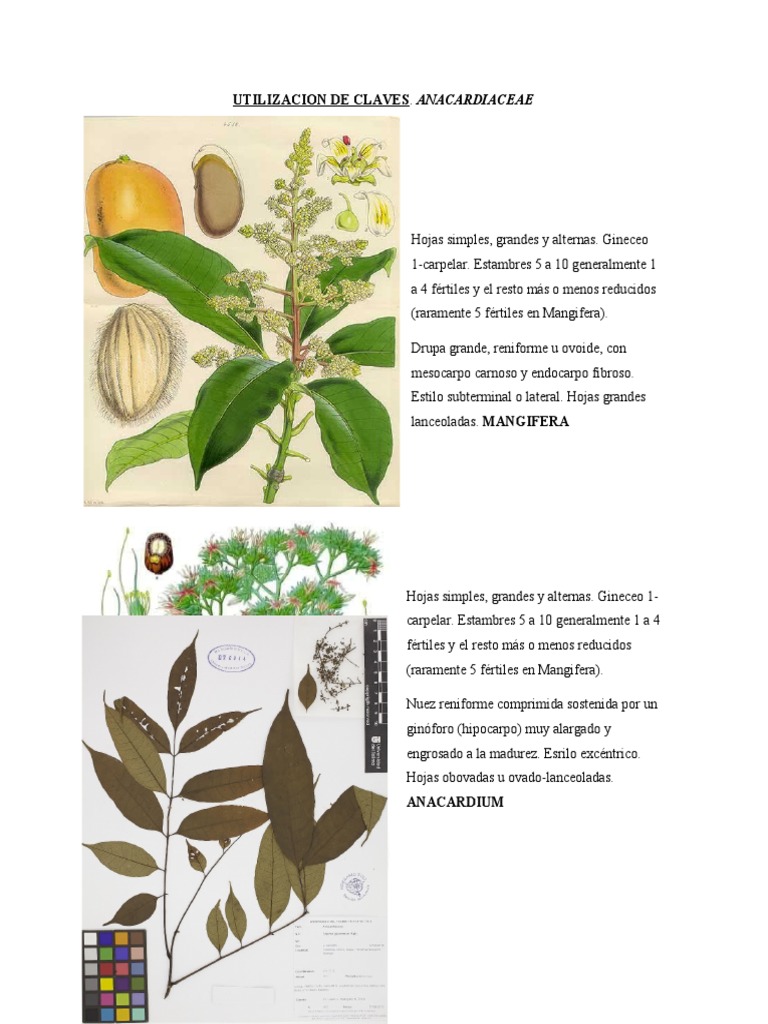 UTILIZACION DE CLAVES. Anacardiaceae | PDF | Fruta | Flores