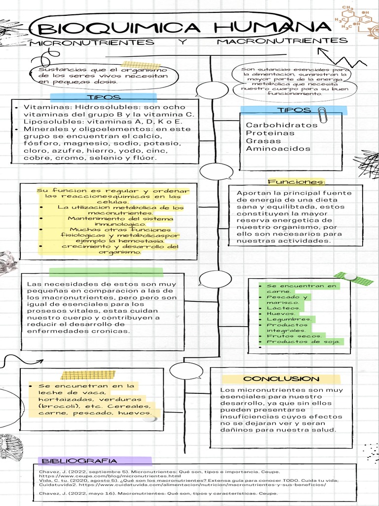 Bioquimica Humana Micronutrientes y Macronutrientes | PDF | Vitamina ...