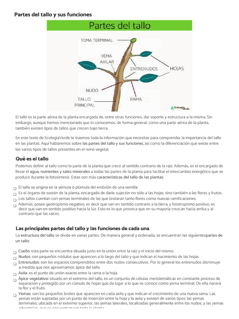 Partes Del Tallo y Sus Funciones | PDF | Tallo de la planta | Plantas