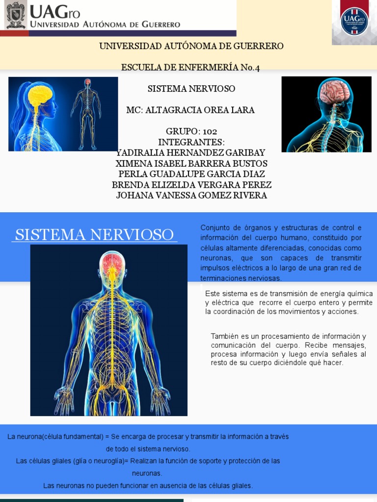 Sistema Nervioso | PDF | Sistema nervioso | Neurona