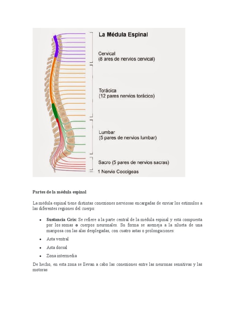 E) Partes de La Médula Espinal | PDF | Médula espinal | Cerebro
