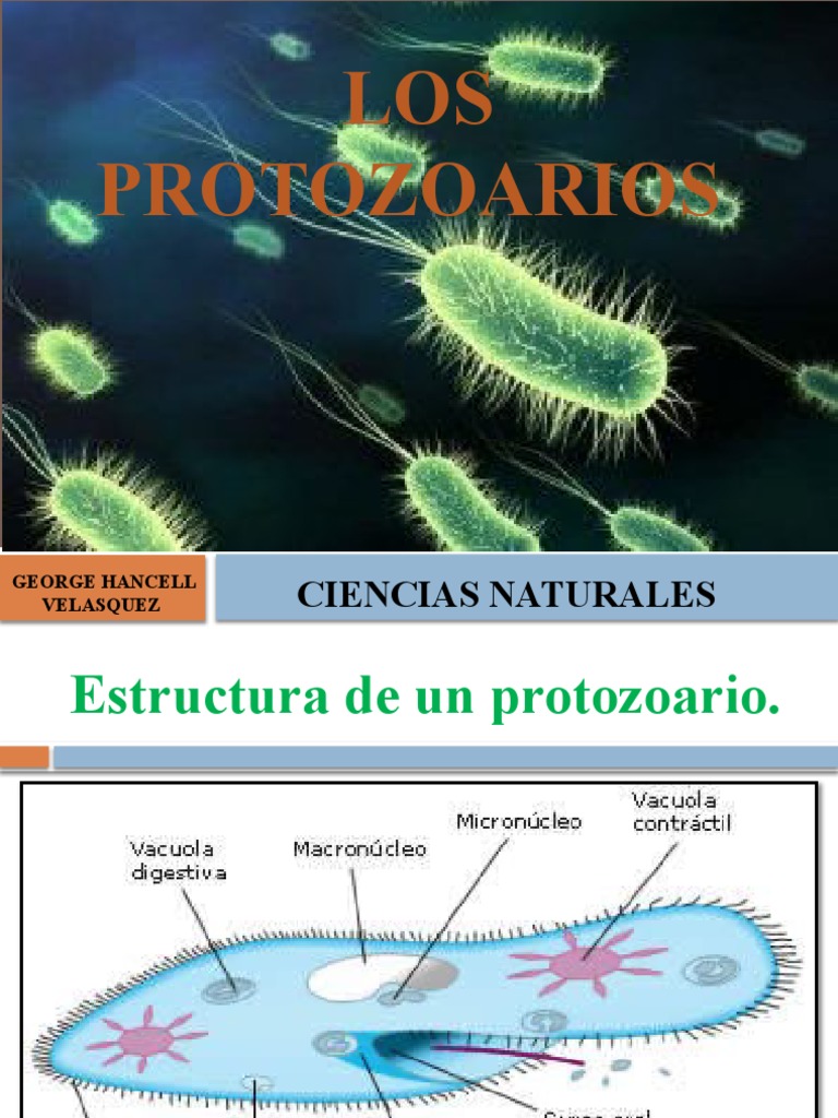Estructura y función de los protozoarios | PDF | Protozoos | Naturaleza