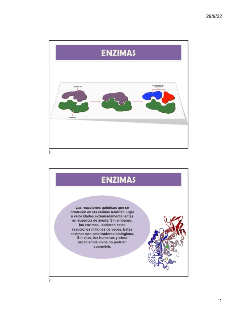 10 Enzimas | PDF | Enzima | Sitio activo