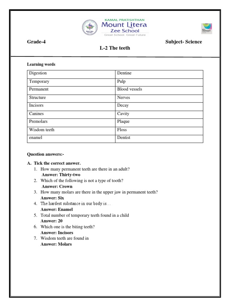 13 - Grade 4 Sample Notes L - 2 The Teeth | PDF | Tooth | Human Tooth